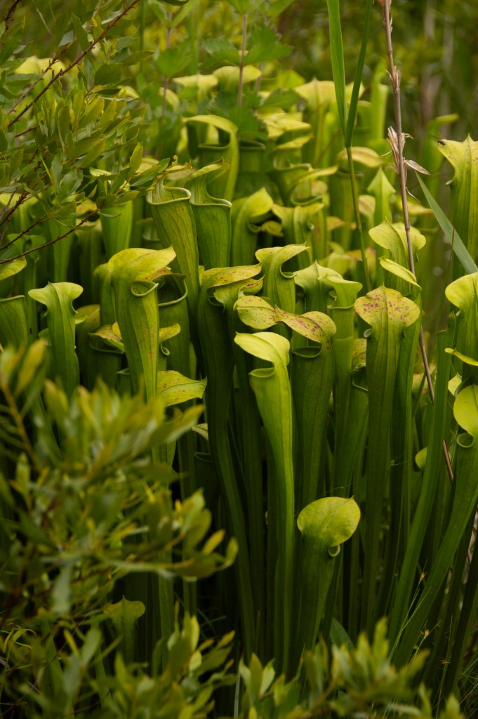 Budding botanist: Cornell intern studies in East Texas | Tyler Morning ...