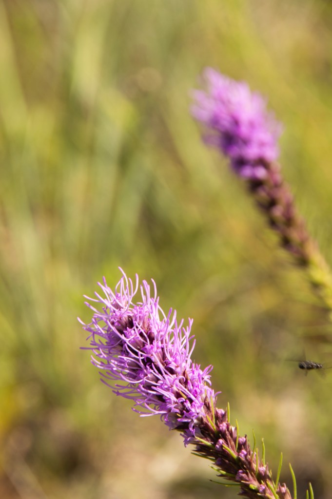 Budding botanist: Cornell intern studies in East Texas | Tyler Morning ...