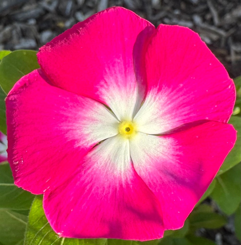 Our readers’ Best Shots from Sept. 5-11, 2025 | Tyler Morning Telegraph