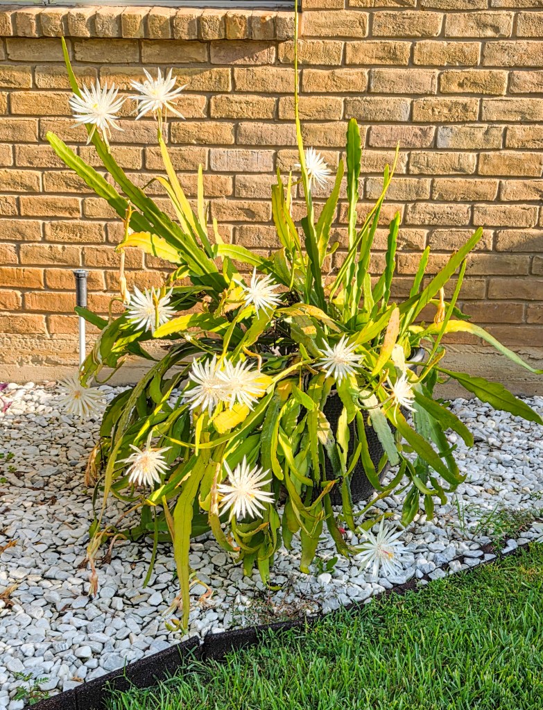 Our readers’ Best Shots from Sept. 12-18, 2025 | Tyler Morning Telegraph