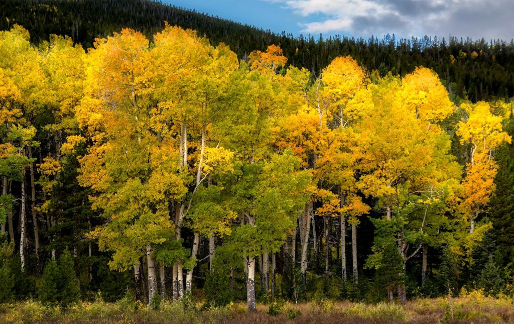 Our readers’ Best Shots from Sept. 19-25, 2025 | Tyler Morning Telegraph