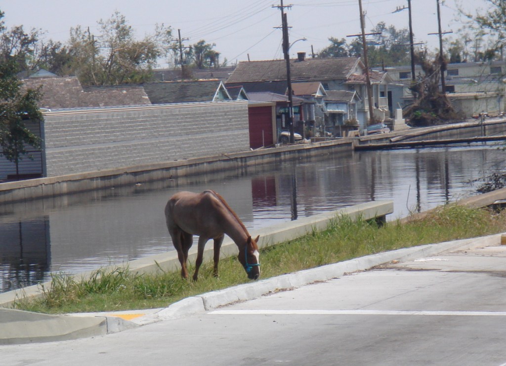 20 years ago, East Texans ‘came together’ to help New Orleans, welcome ...