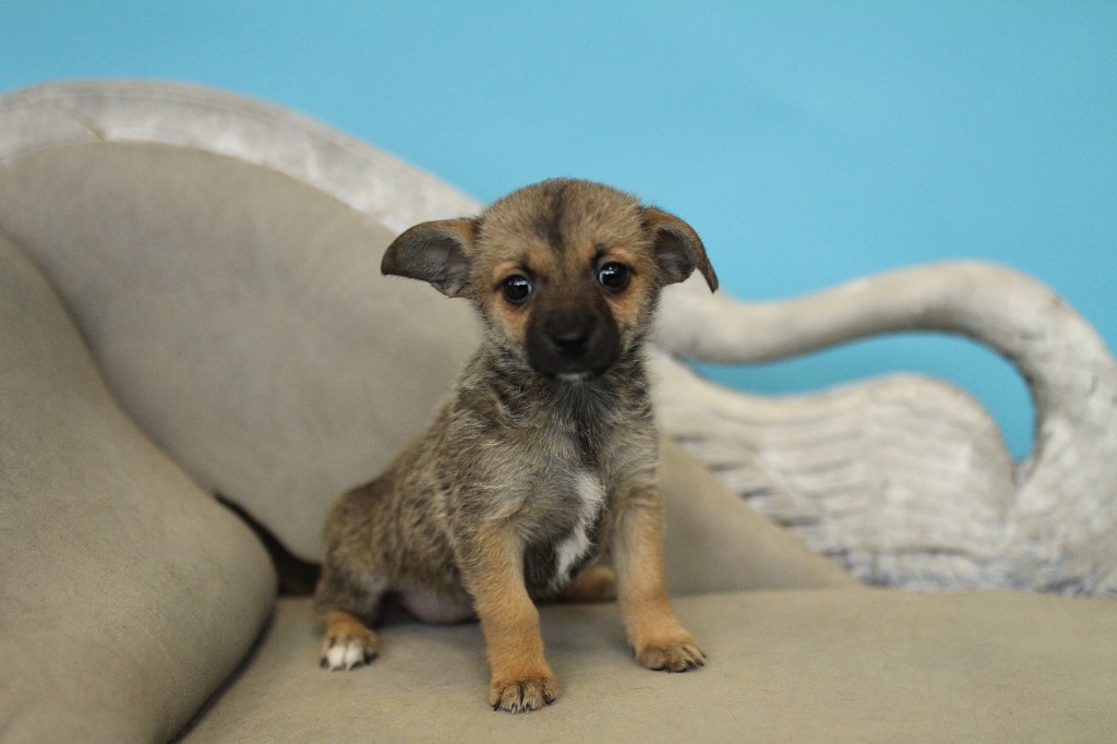 Meet featured adoptable pets at SPCA of East Texas Sept. 15-21, 2025 ...