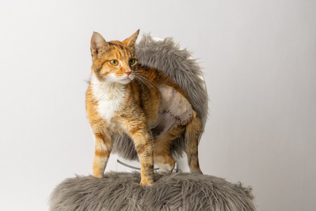 Meet featured adoptable pets at SPCA of East Texas Sept. 22-28, 2025 ...