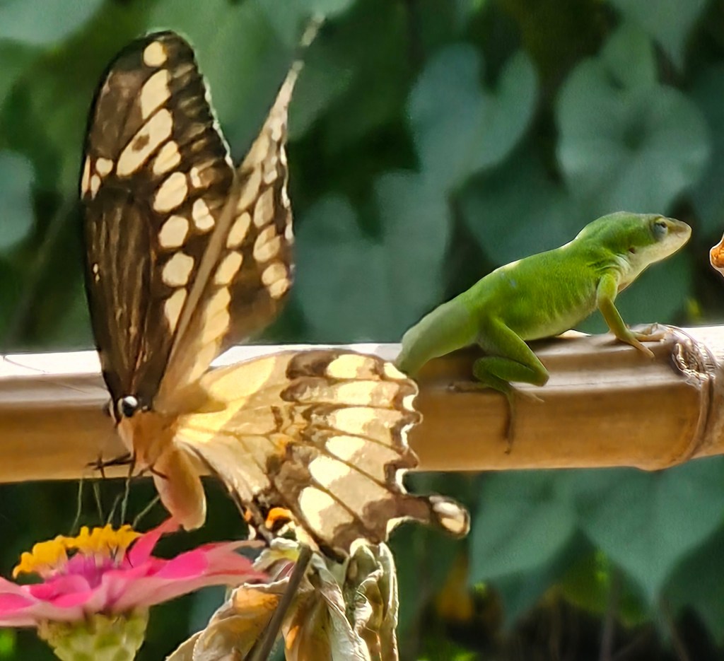 Our readers’ Best Shots from Sept. 26-Oct. 2, 2025 | Tyler Morning ...