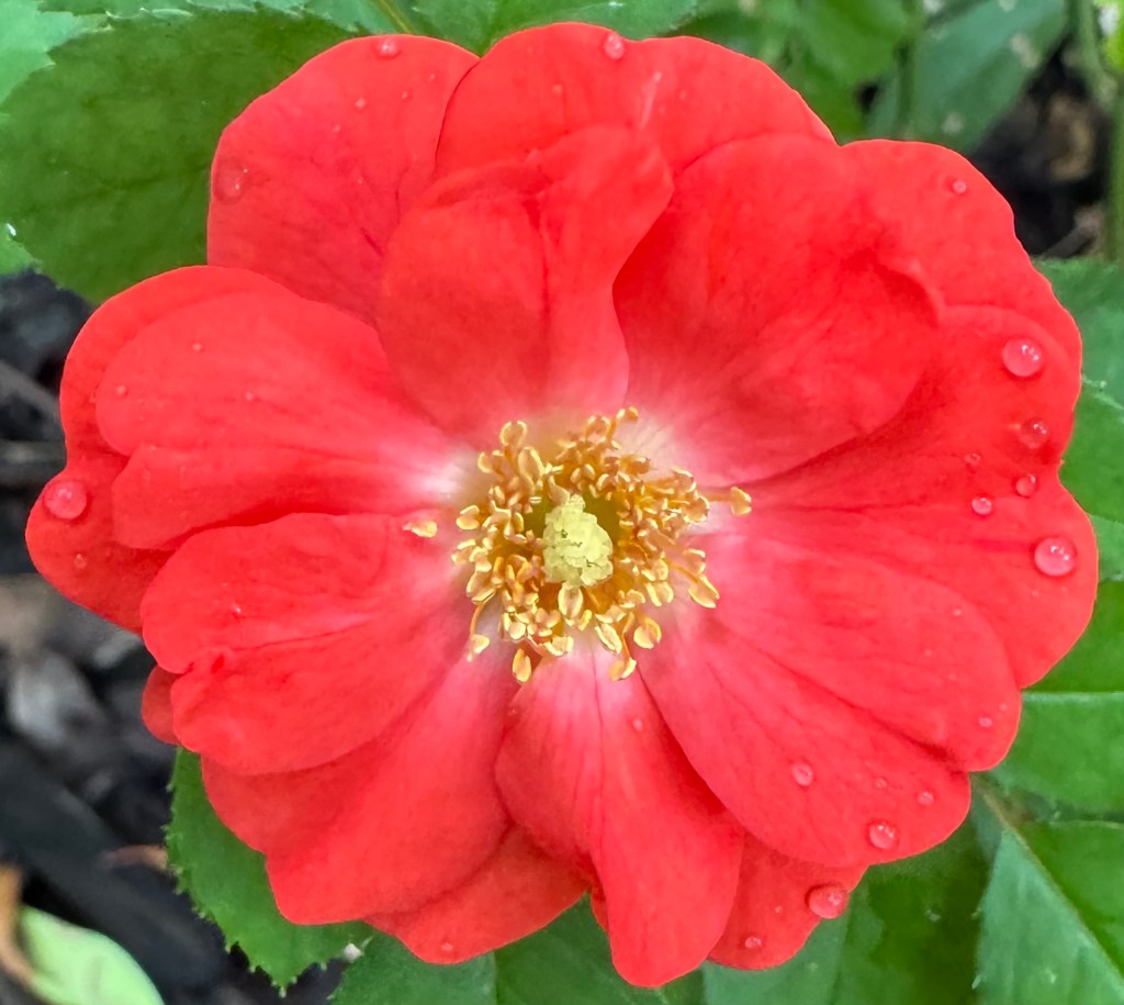 Our readers’ Best Shots from Sept. 26-Oct. 2, 2025 | Tyler Morning ...