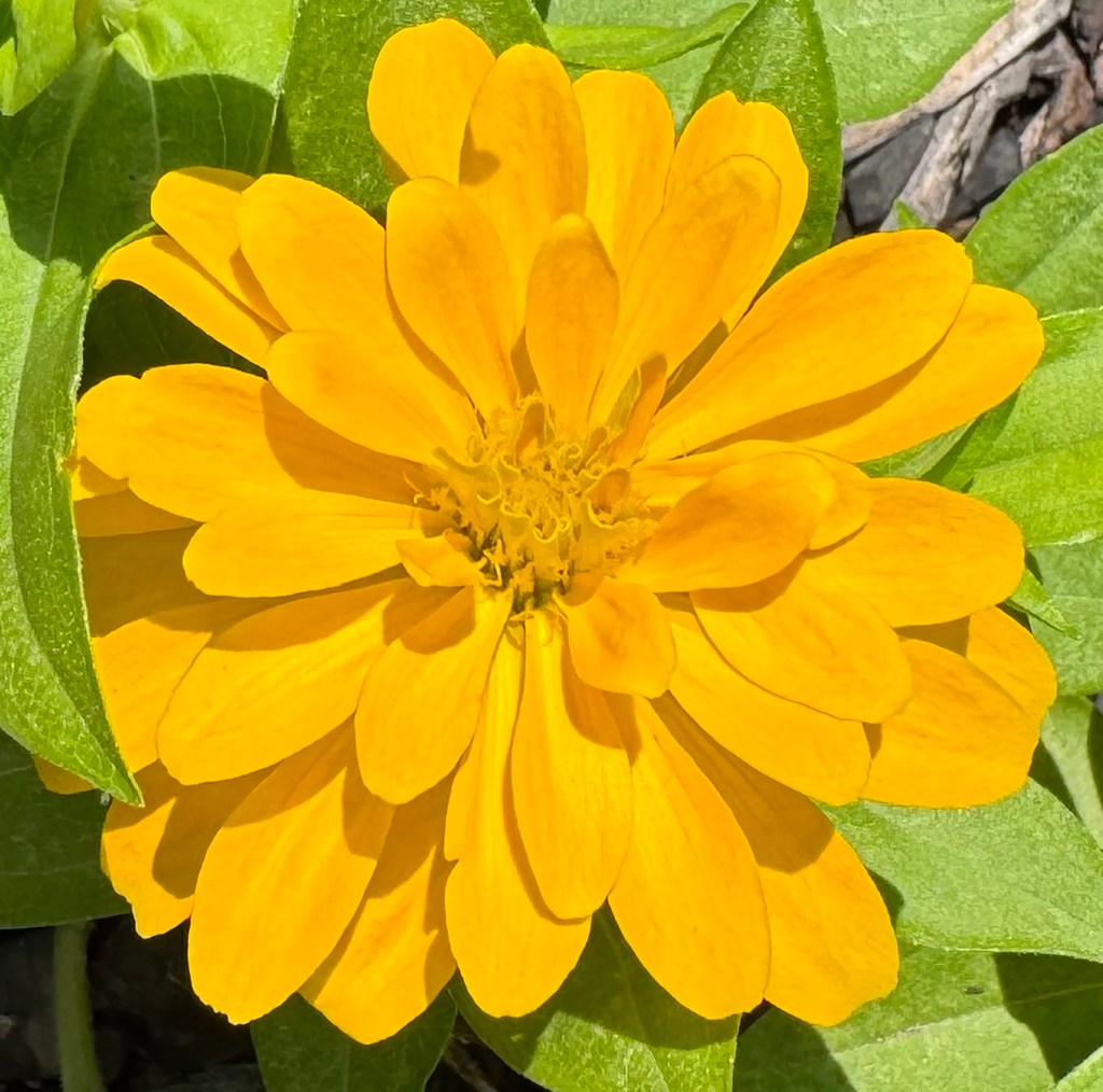 Our readers’ Best Shots from Oct. 3-9, 2025 | Tyler Morning Telegraph