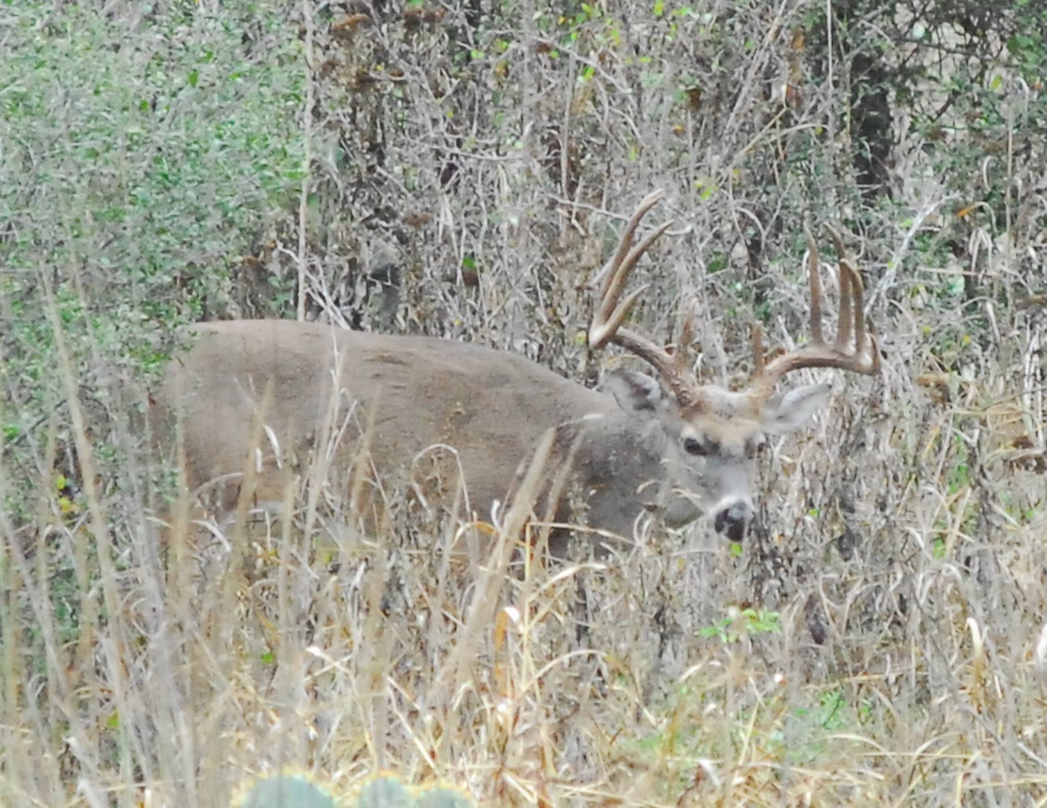 Land Management: TPWD Deer Permit Program has been a big success statewide | Tyler Morning Telegraph