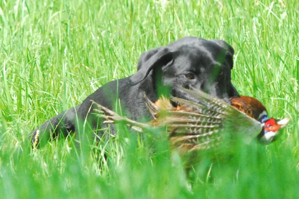 Sad Day: The death of a hunting dog feels like a different level loss ...
