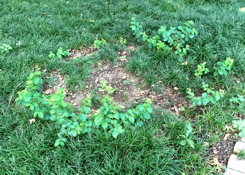 Sperry: Advice for stalled plant, weeds invasion and fruitless lemon ...