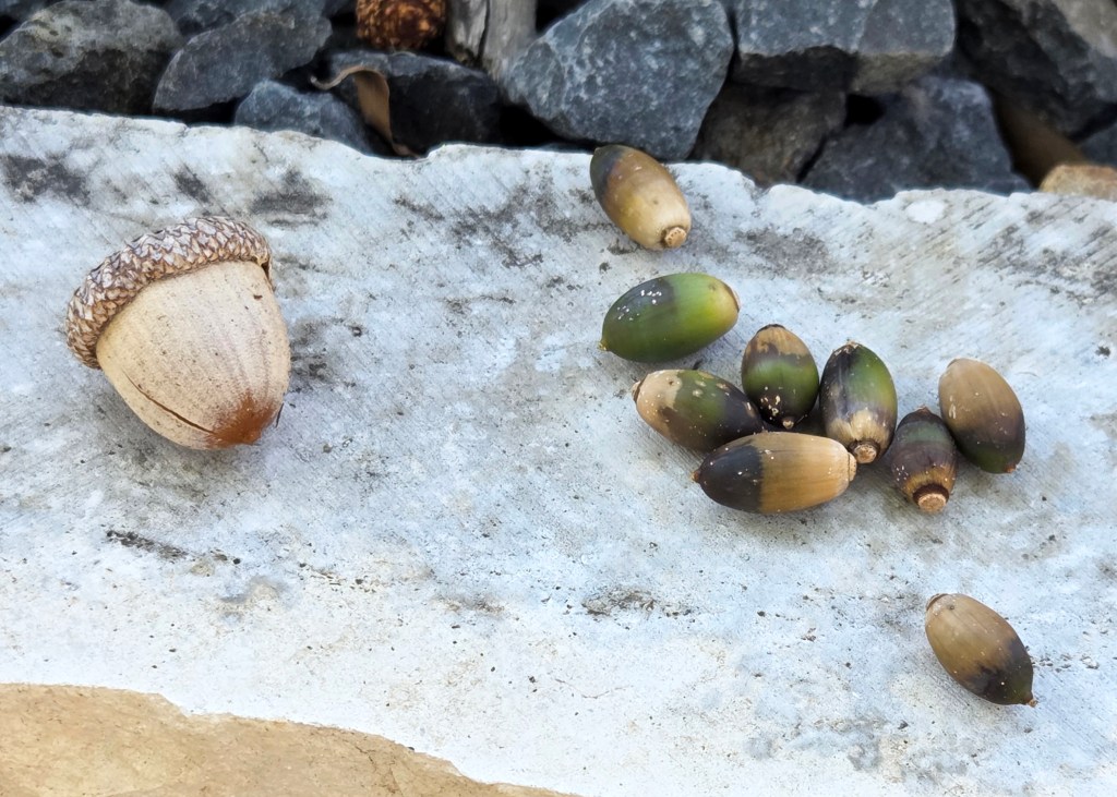 Sperry: Dealing with an overwhelming, leggy golden pothos plant | Tyler ...