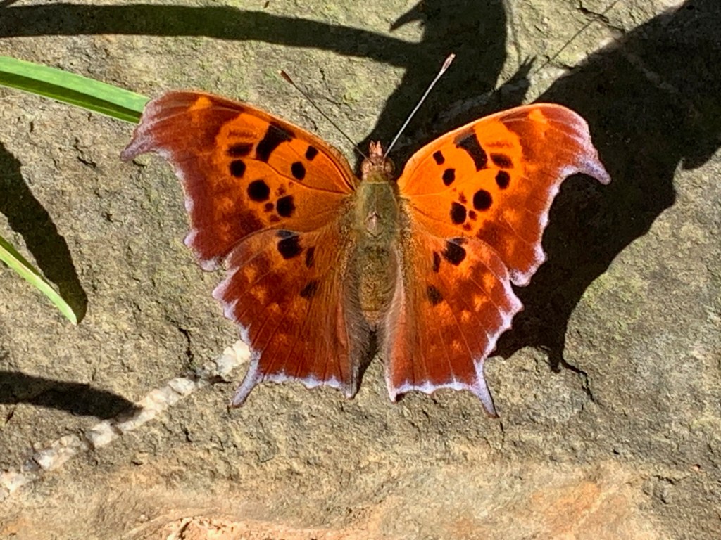 Our readers’ Best Shots from Oct. 24-30, 2025 | Tyler Morning Telegraph