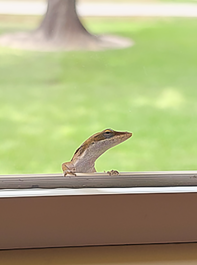 Our readers’ Best Shots from Oct. 24-30, 2025 | Tyler Morning Telegraph