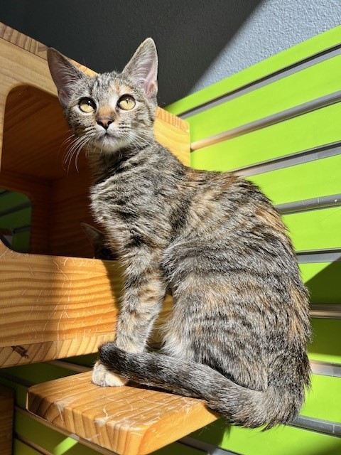 Meet featured adoptable pets at SPCA of East Texas Dec. 1-7, 2025 ...