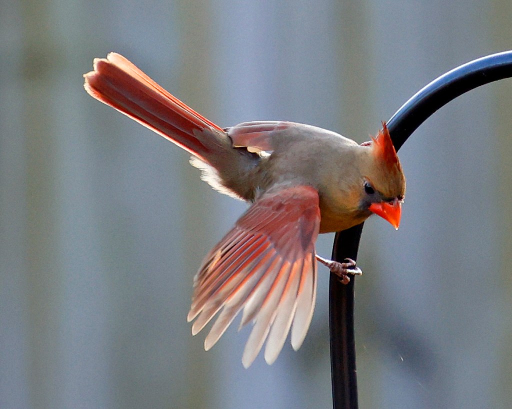 PHOTOS: Our readers’ Best Shots from Dec. 5-11, 2025 | Tyler Morning ...