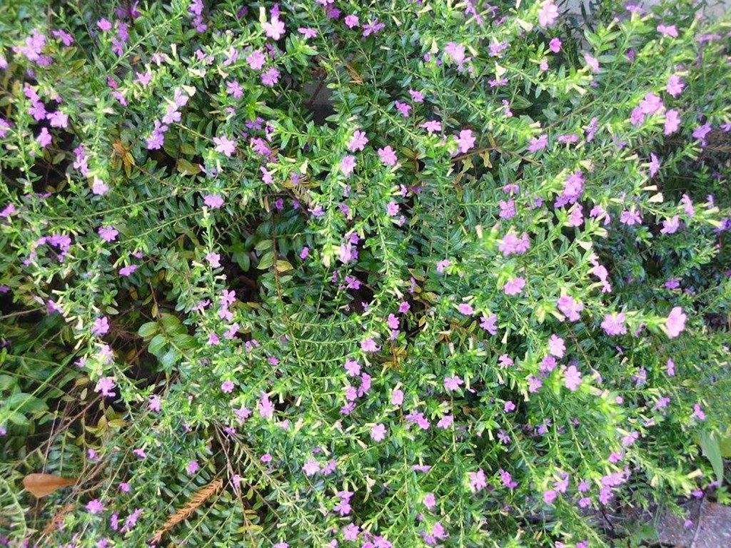 PHOTOS: Our readers’ Best Shots from Dec. 5-11, 2025 | Tyler Morning ...