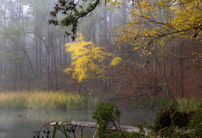 PHOTOS: Our readers’ Best Shots from Dec. 19-25, 2025 | Tyler Morning ...