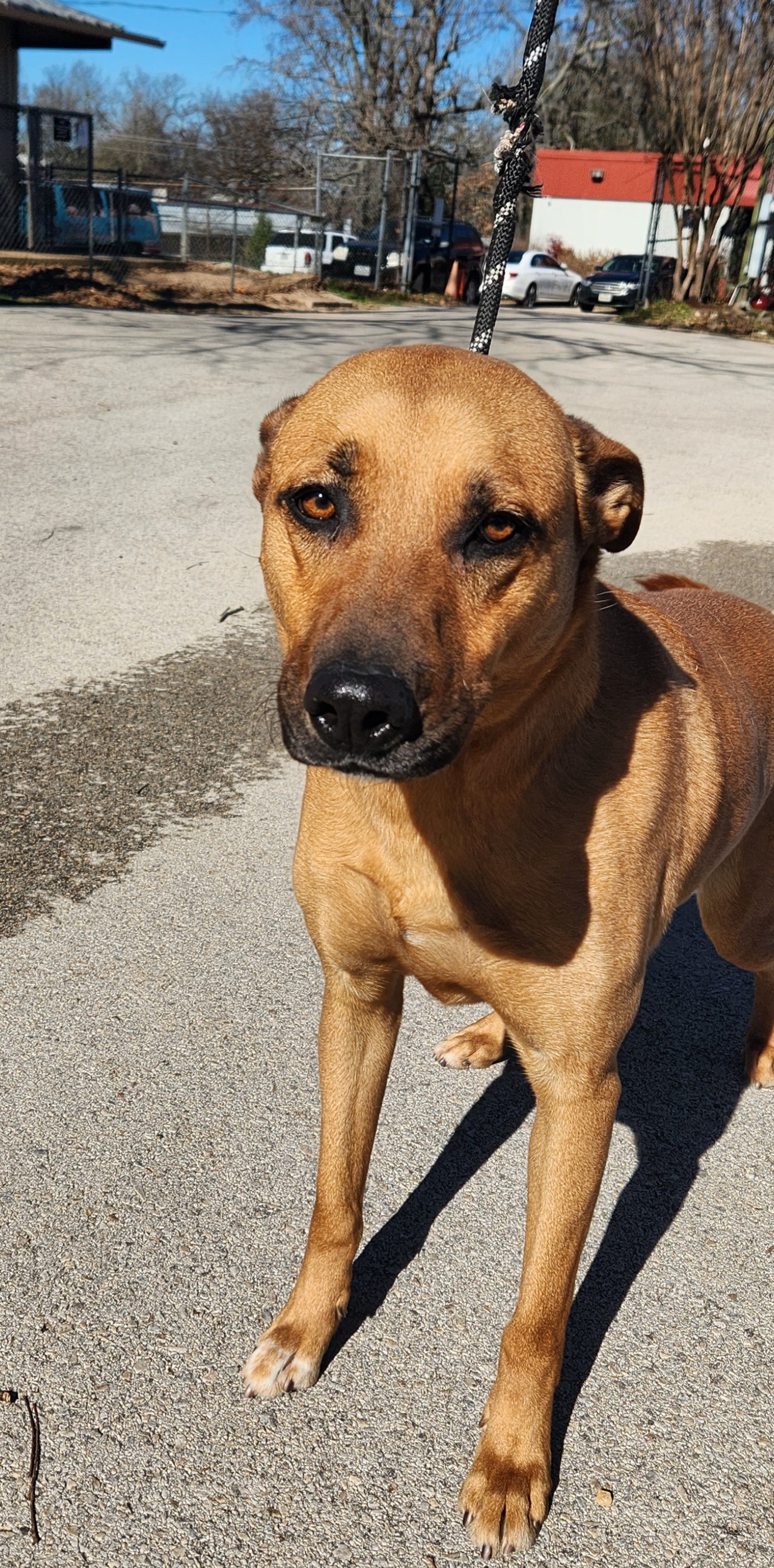 Meet Austin — Pets Fur People’s Pet of the Week, Jan. 17, 2026 | Tyler ...