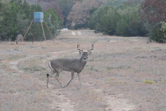 Border Patrol: Ranchers, wildlife managers can only monitor for ...